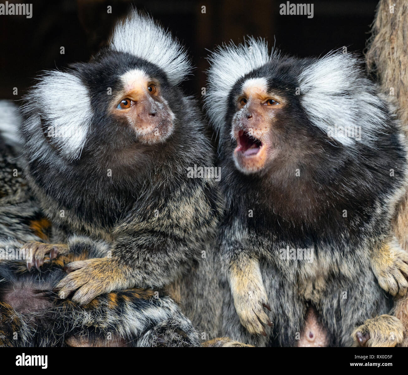 Common marmoset Callithrix jacchus CAPTIVE Stock Photo - Alamy