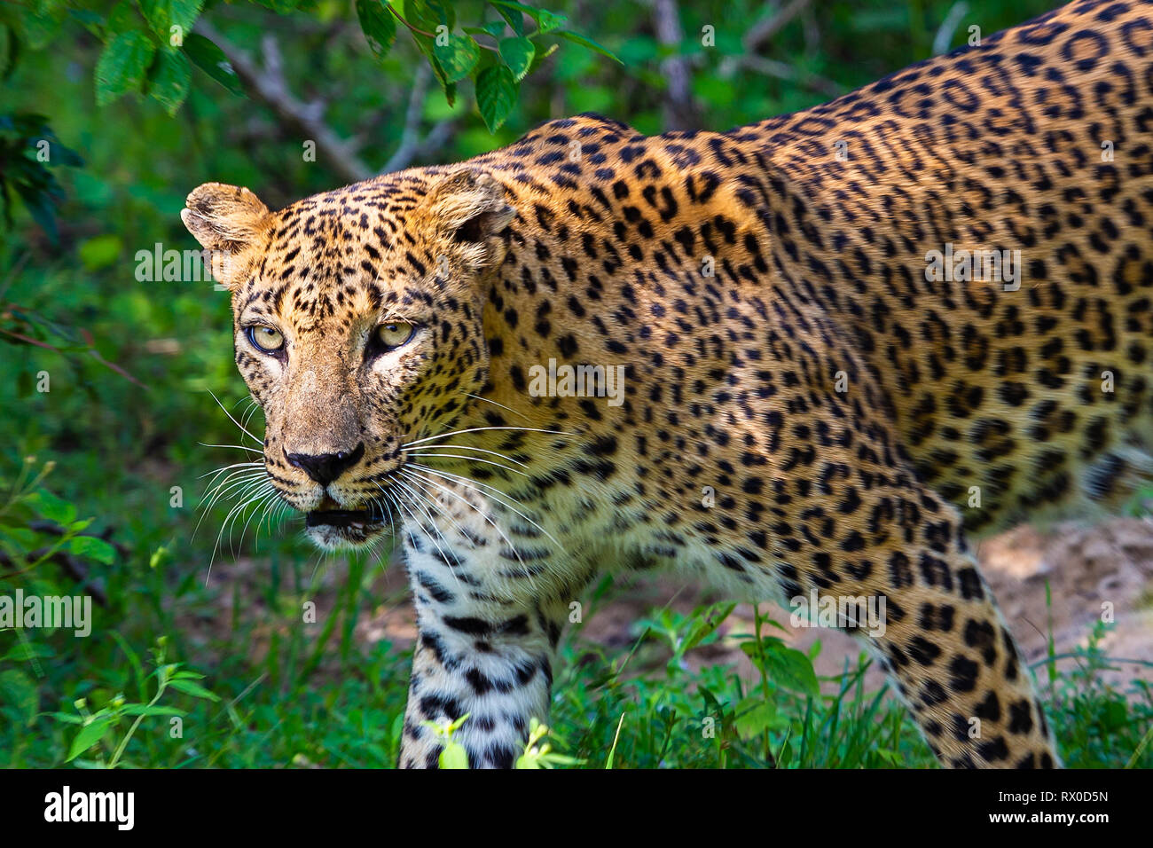 Wild leopard. Yala National Park. Sri Lanka Stock Photo - Alamy