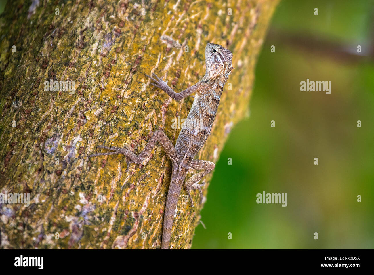 Common garden lizard. Sri Lanka Stock Photo - Alamy