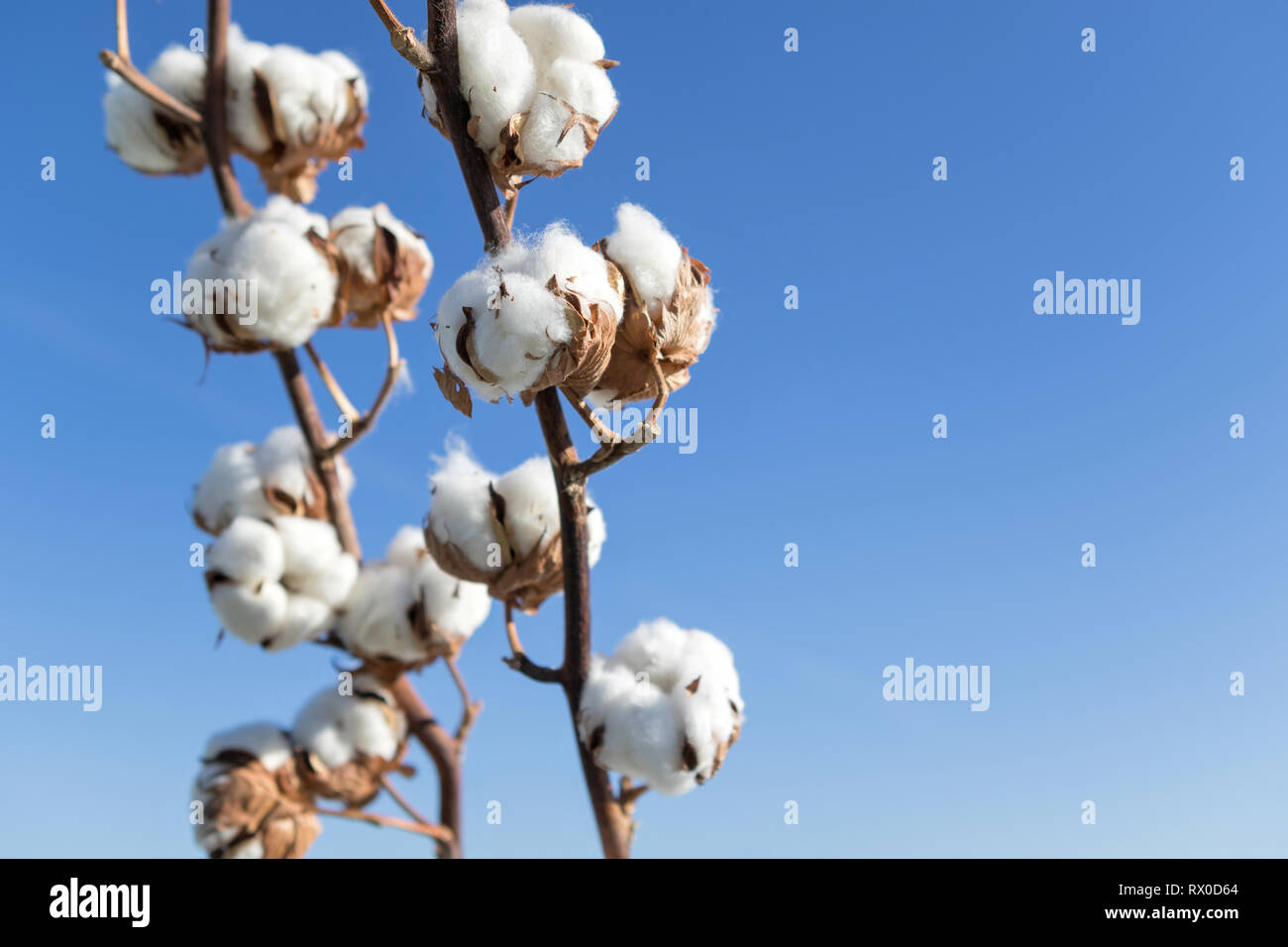 Cotton ball tree hi-res stock photography and images - Alamy