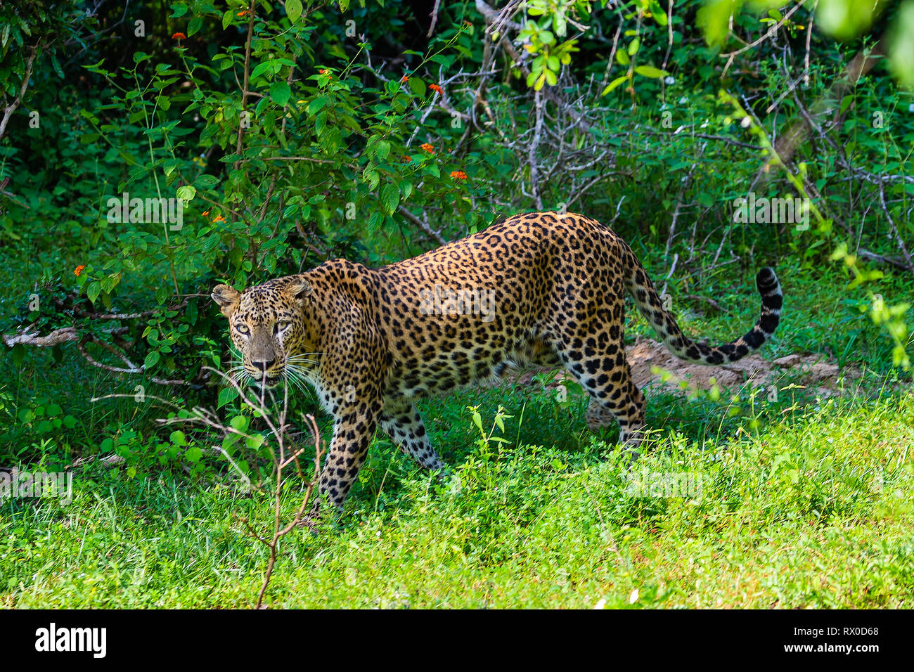 Wild leopard. Yala National Park. Sri Lanka Stock Photo - Alamy
