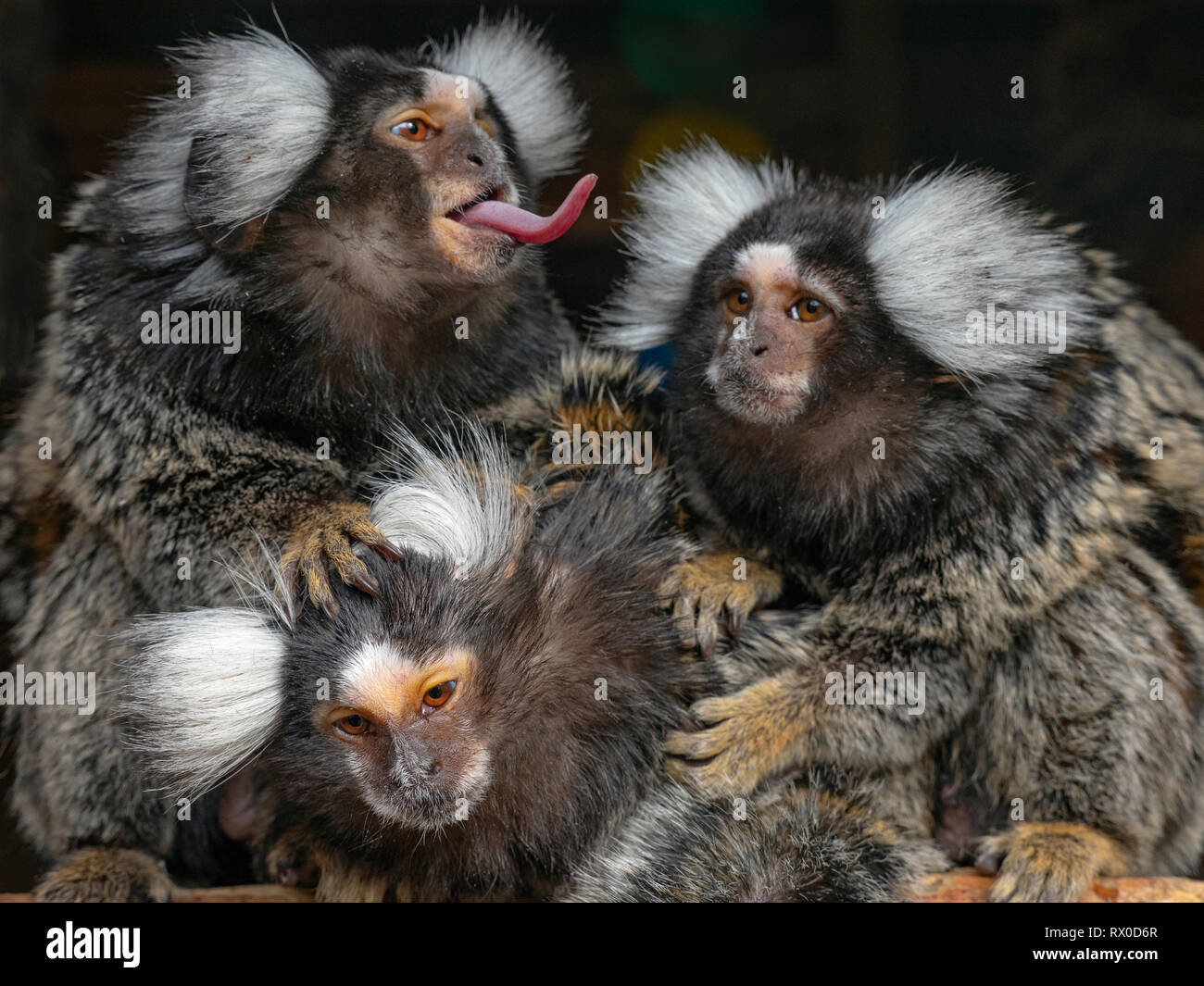 Common marmoset Callithrix jacchus CAPTIVE Stock Photo - Alamy