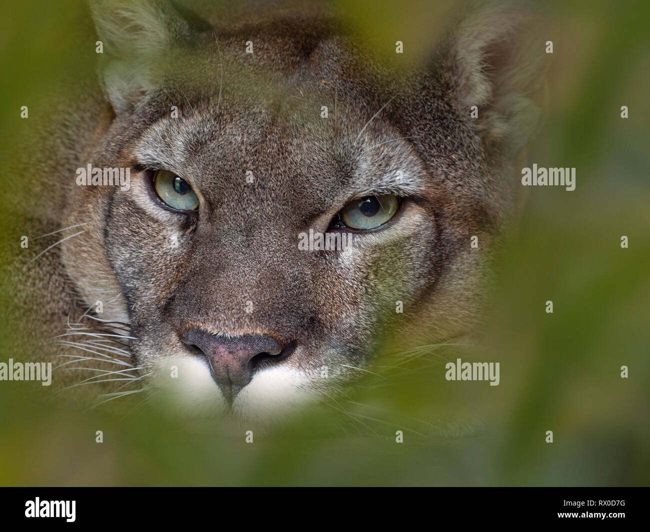 Cougar Puma concolor CAPTIVE Stock Photo - Alamy