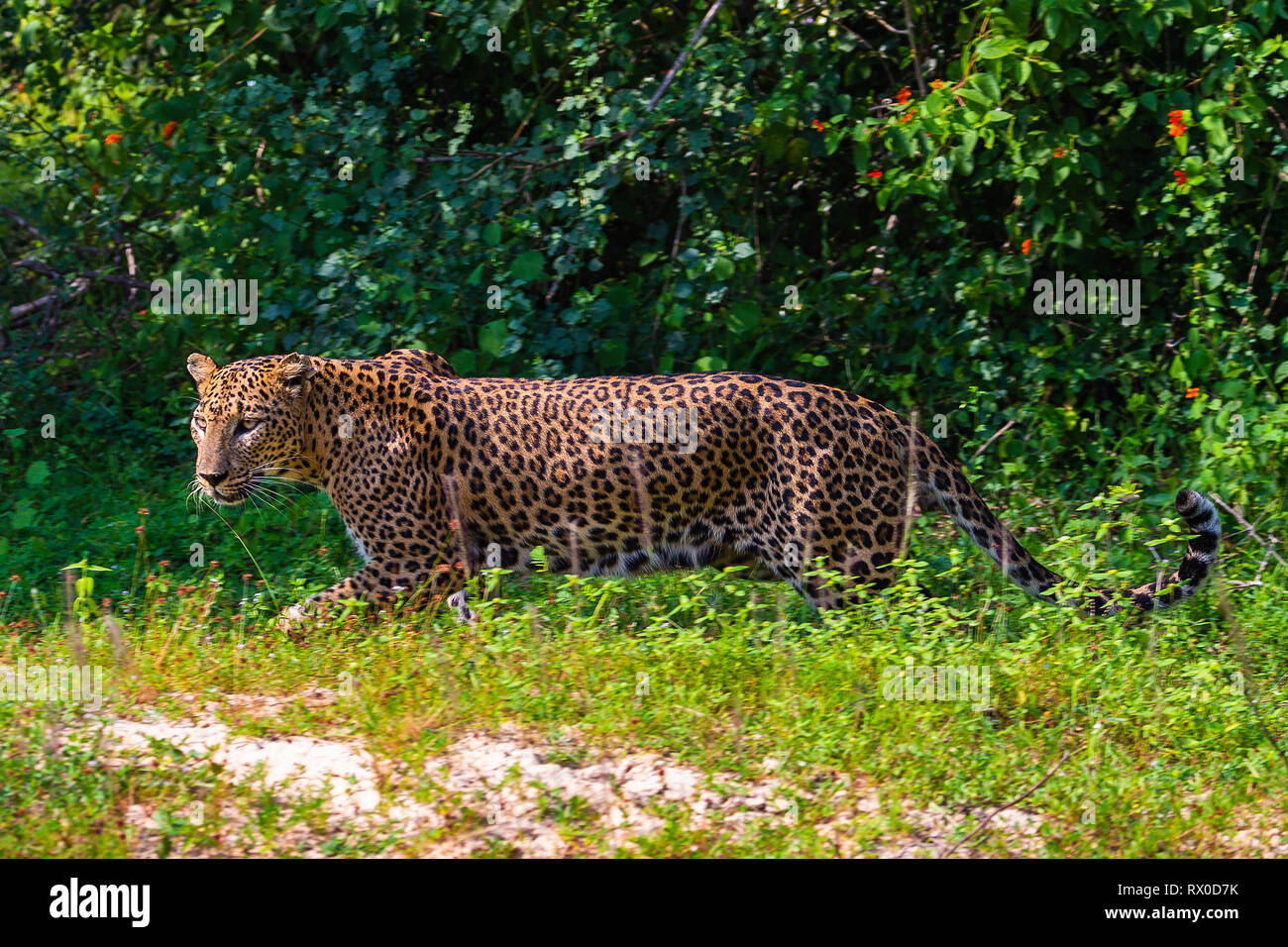 Wild leopard. Yala National Park. Sri Lanka Stock Photo - Alamy