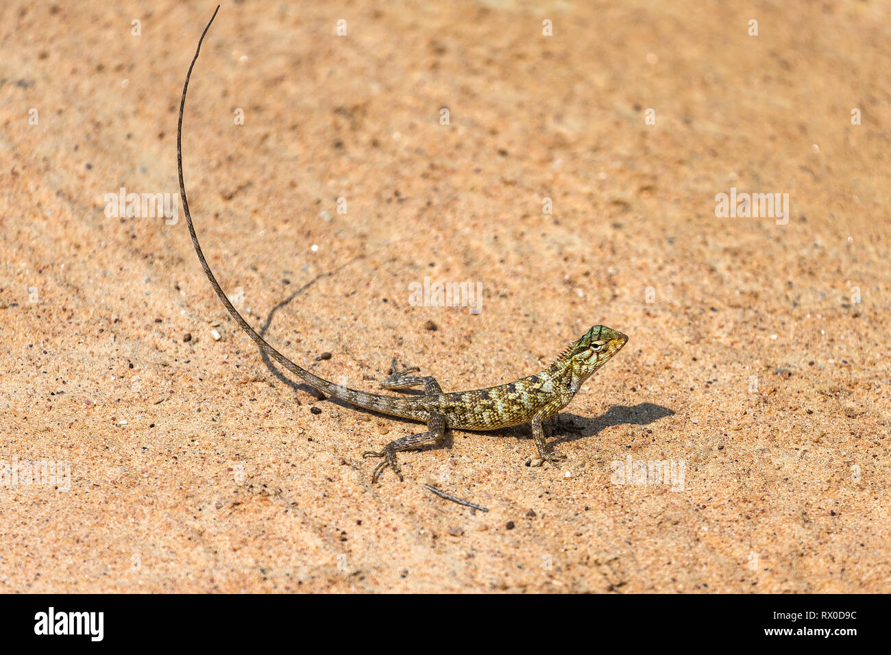 Common garden lizard. Sri Lanka Stock Photo - Alamy