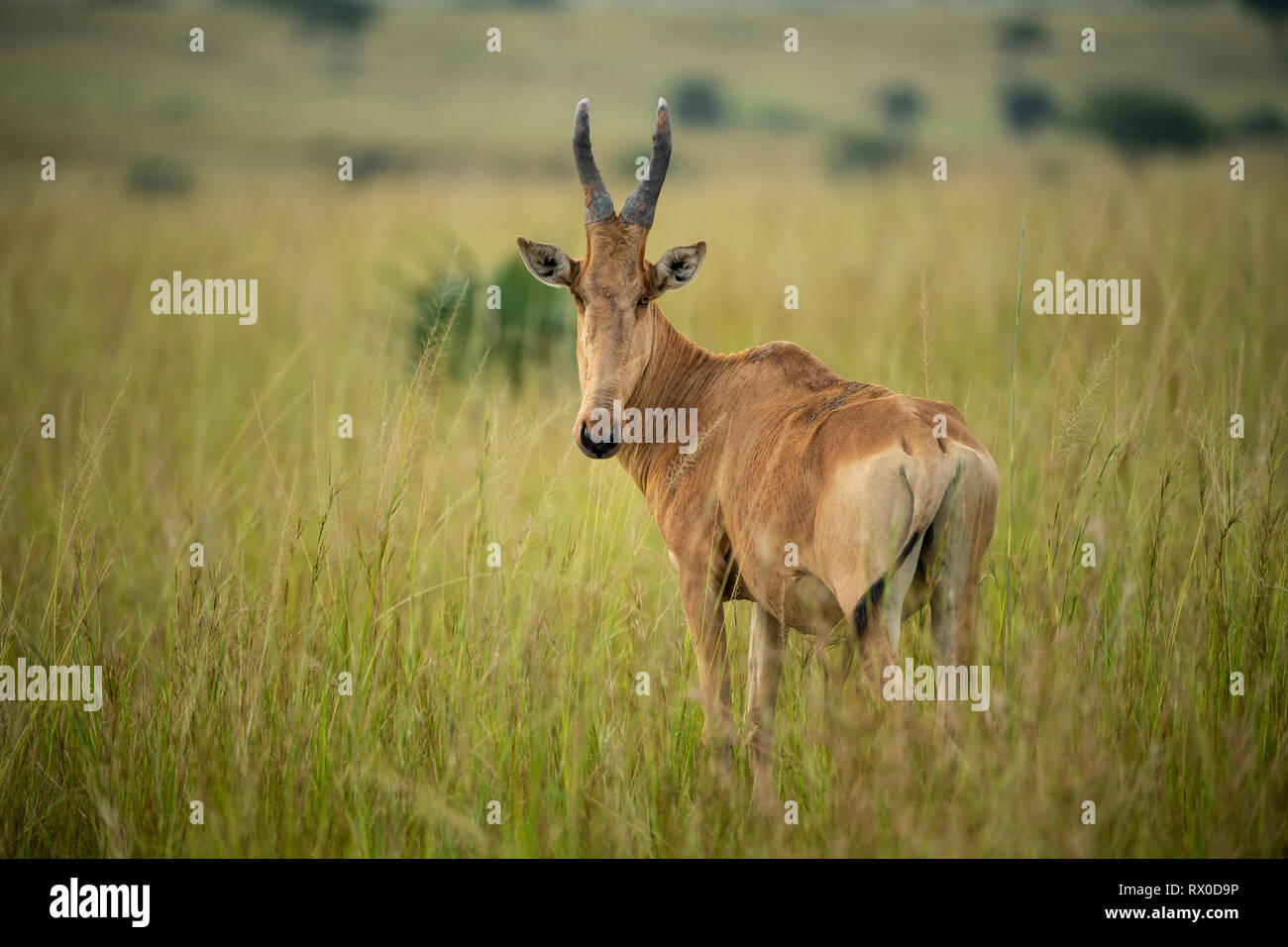 Jackson's Hartebeest, Alcelaphus buselaphus jacksoni, Murchison Falls ...