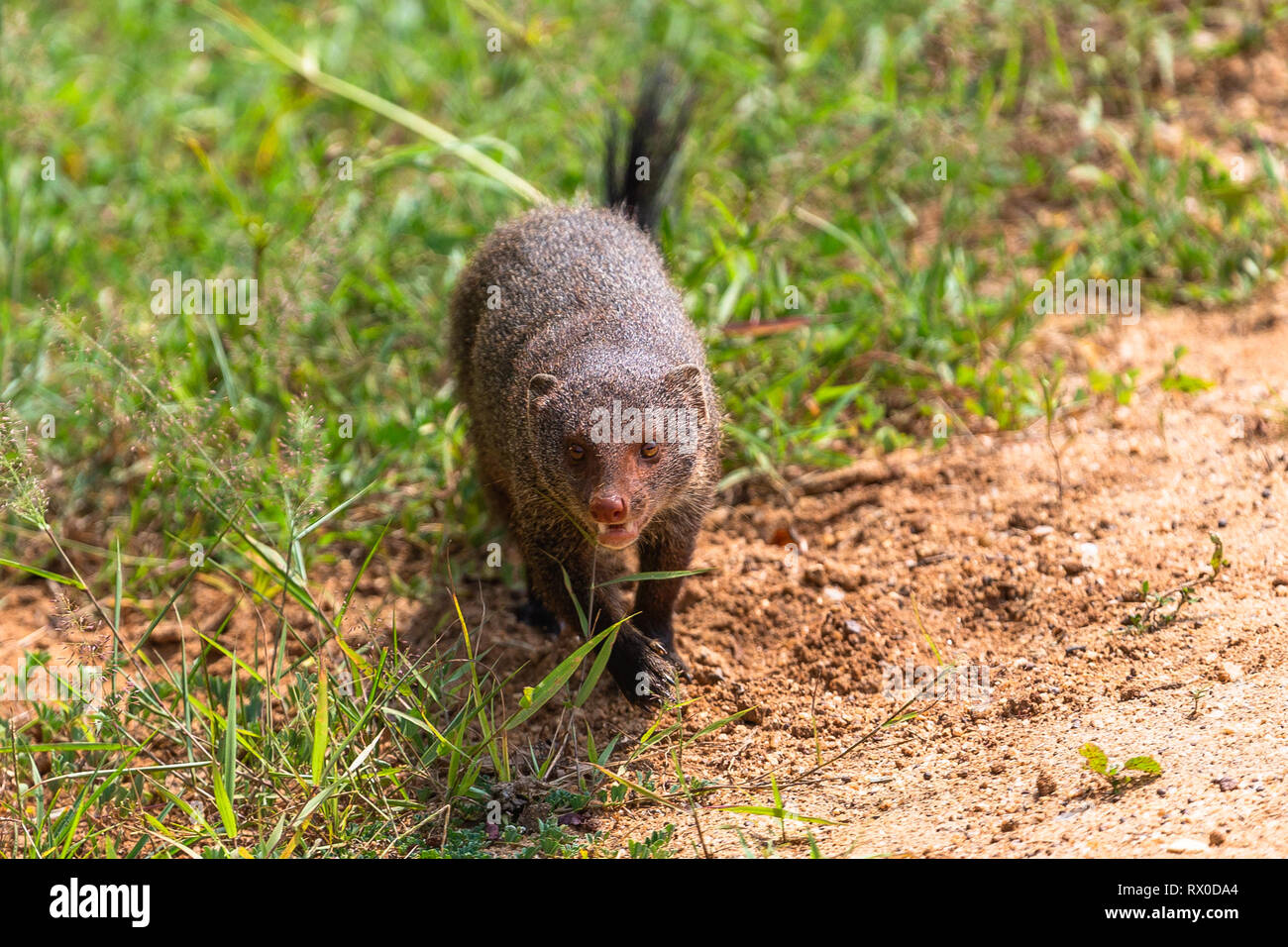 Mongoose india hi-res stock photography and images - Alamy