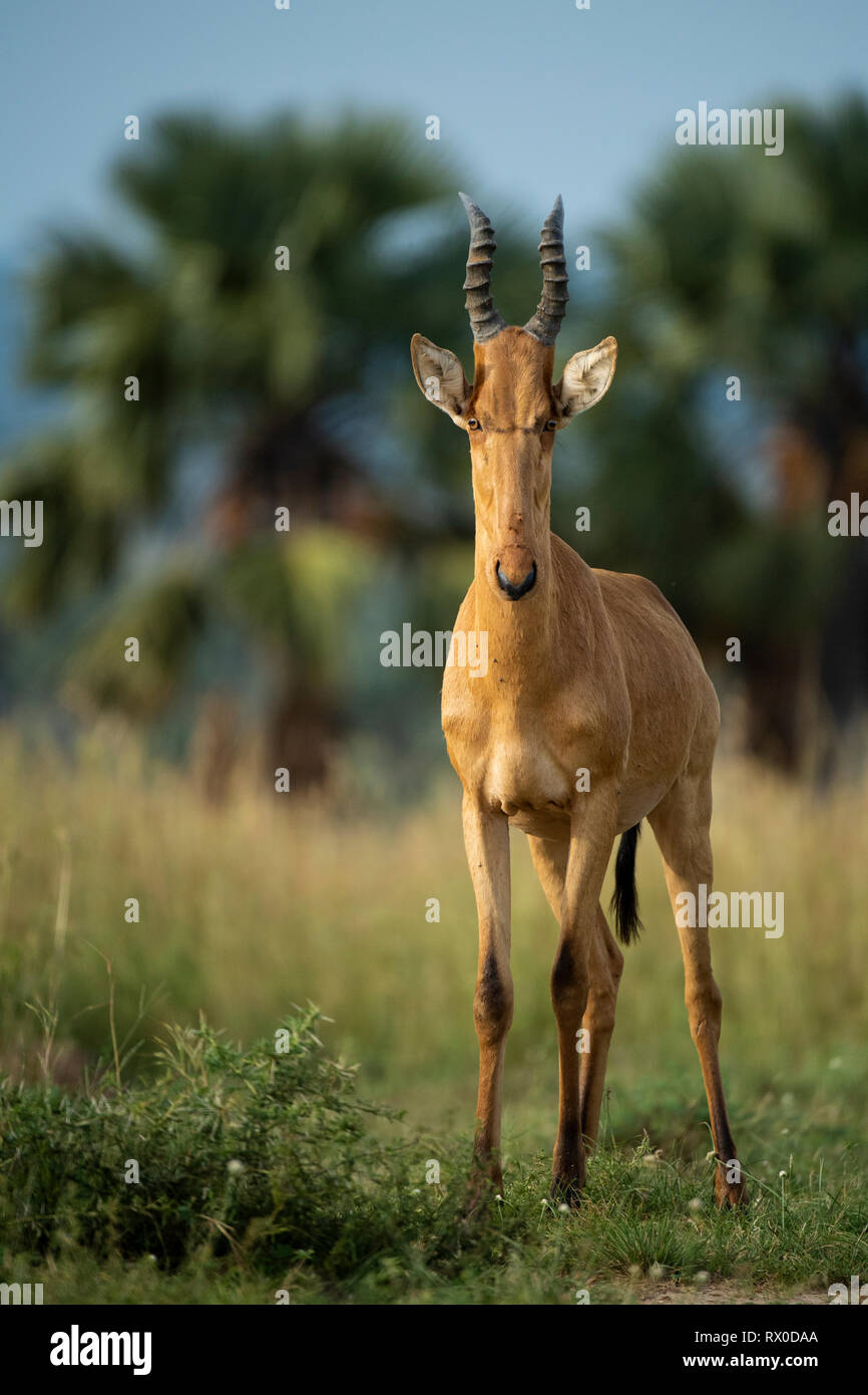 Jackson's Hartebeest, Alcelaphus buselaphus jacksoni, Murchison Falls ...