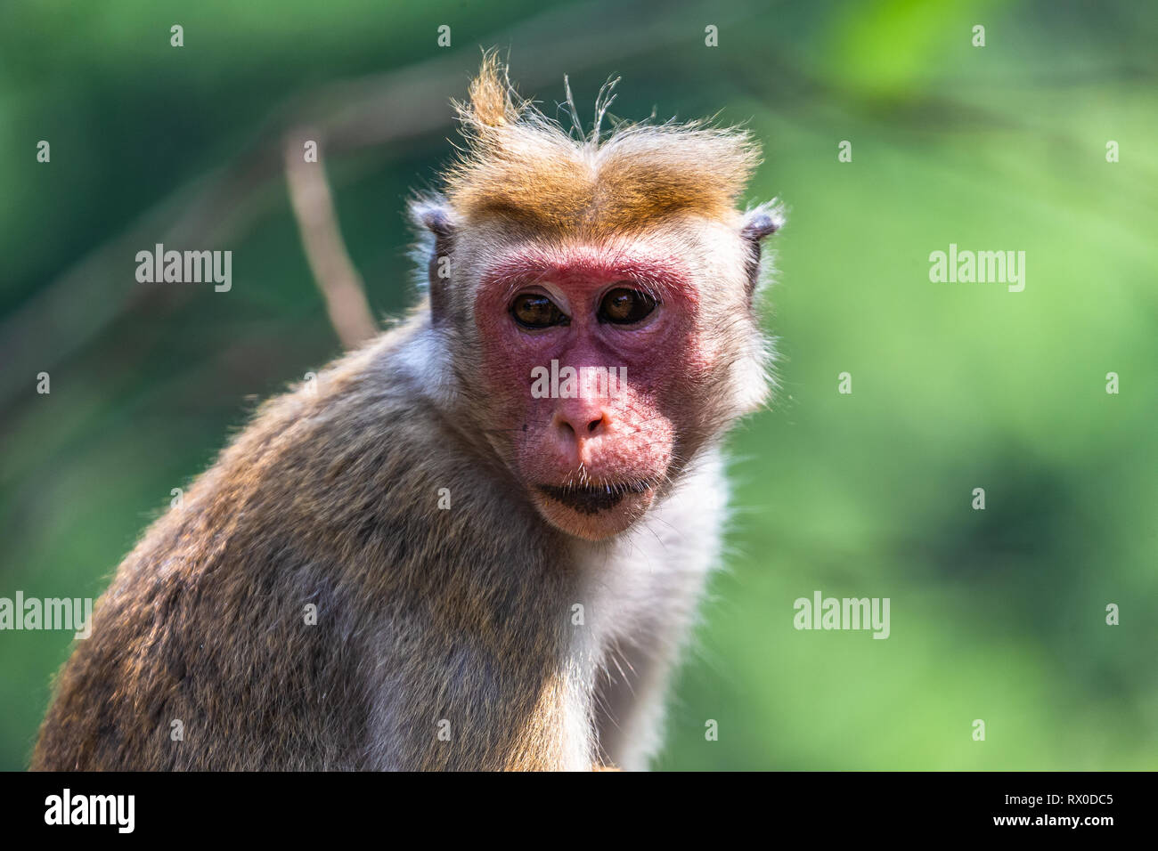 Sri lanka macaque hi-res stock photography and images - Alamy