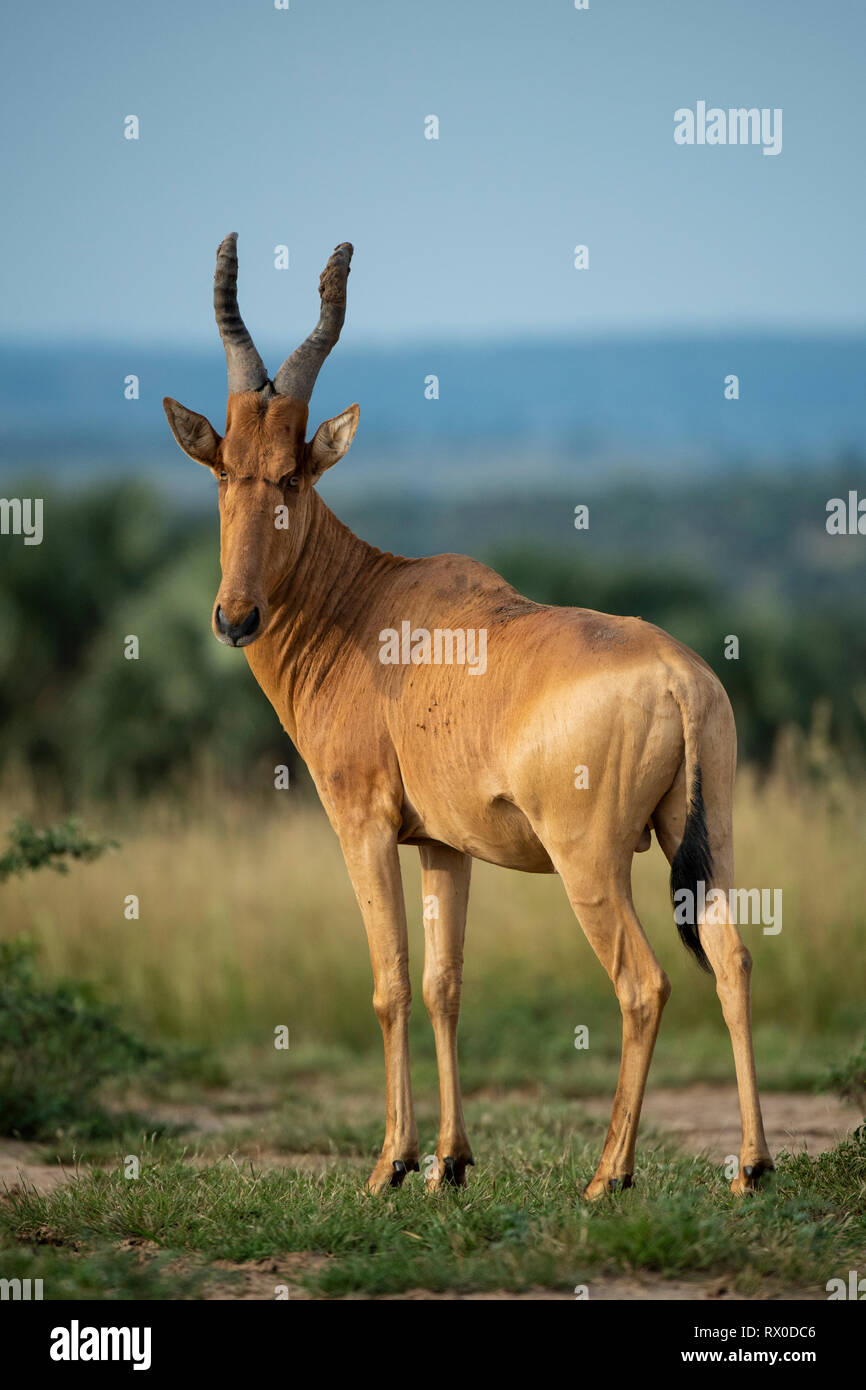 Jackson's Hartebeest, Alcelaphus buselaphus jacksoni, Murchison Falls ...