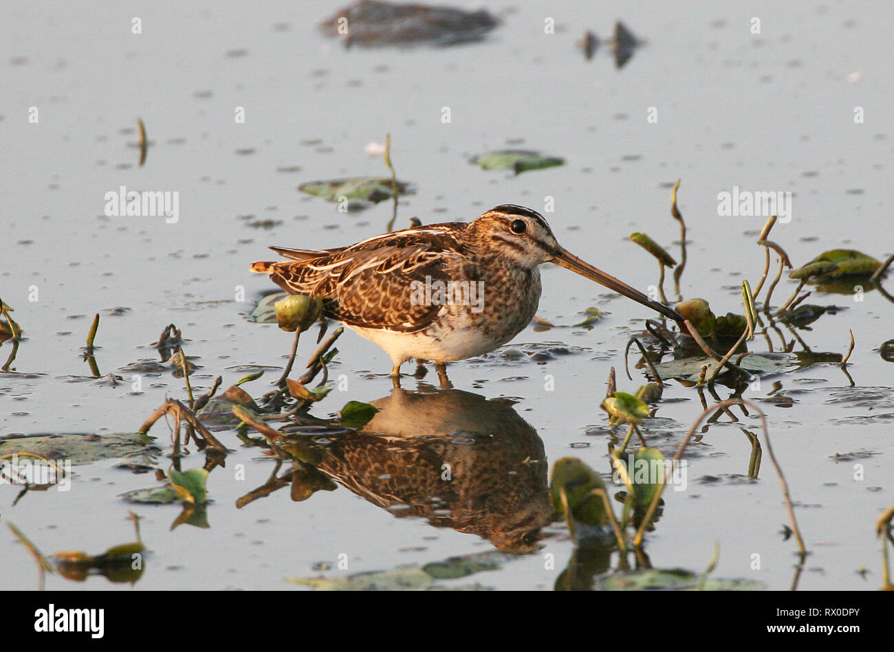 Snipes hi-res stock photography and images - Alamy