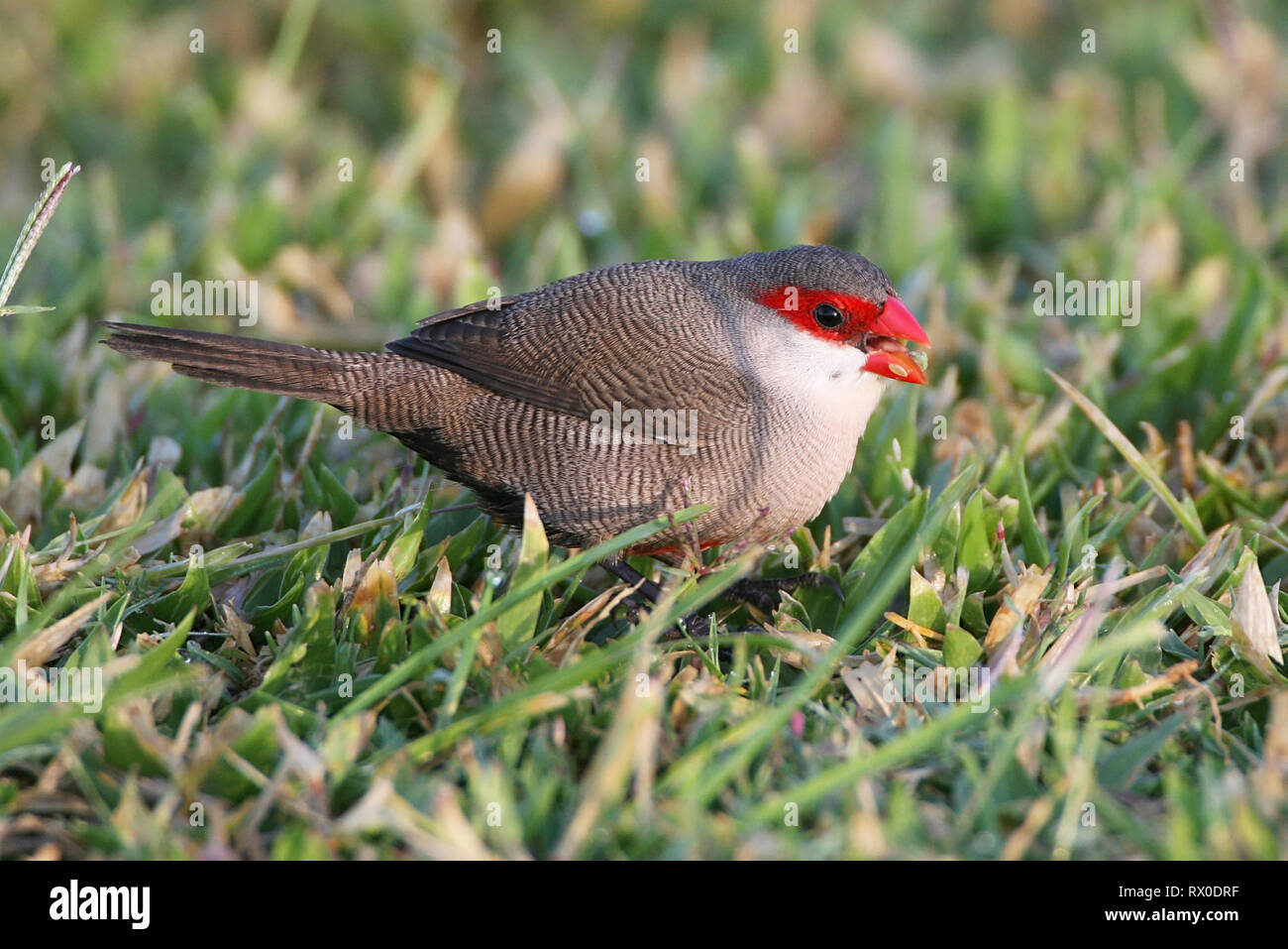 Common waxbill hi-res stock photography and images - Alamy