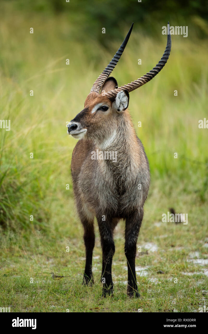 Defassa waterbuck, Kobus ellipsyprymnus defassa, Murchison Falls ...