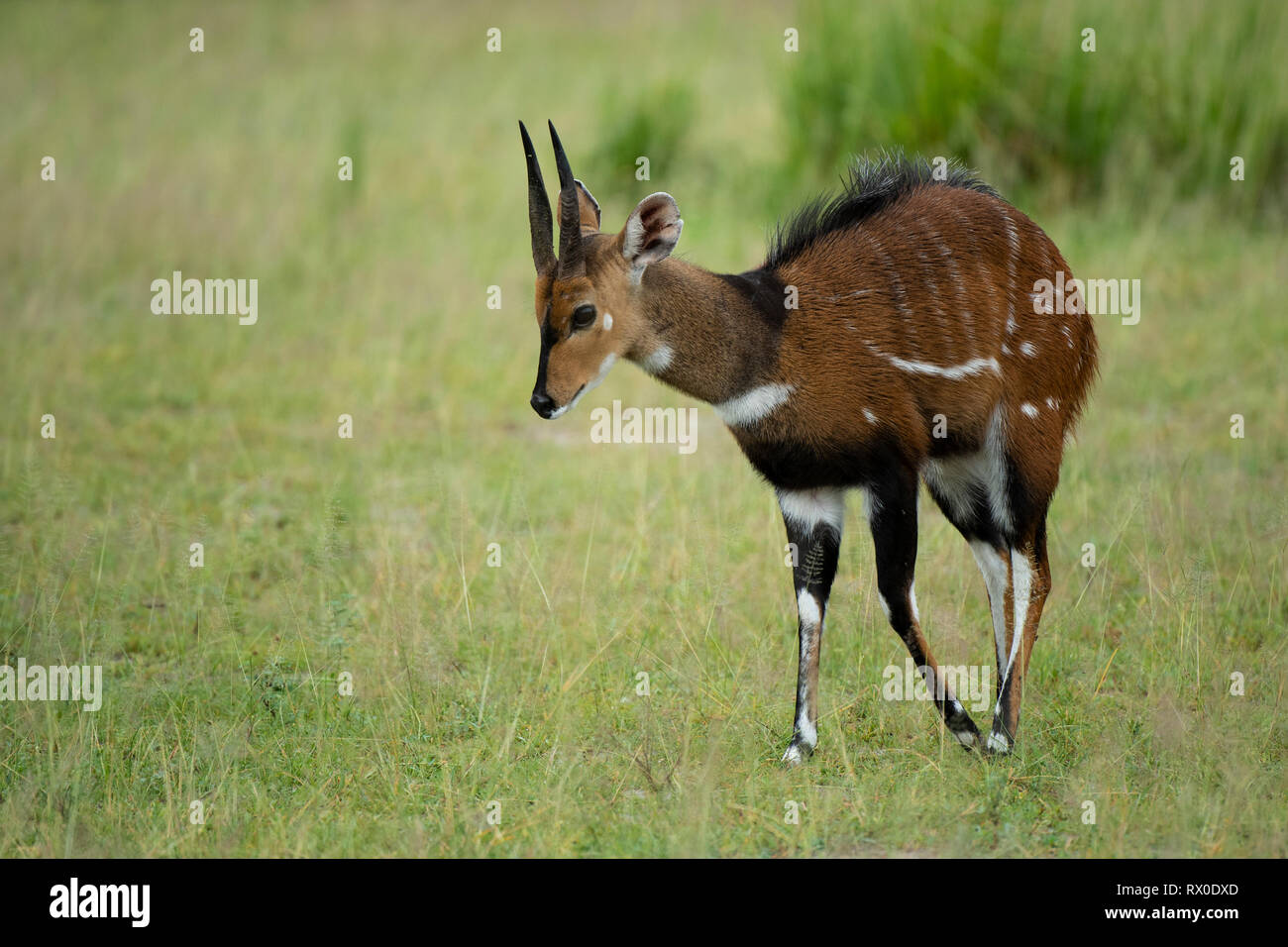 Intimidation display of a male bushbuck, Tragelaphus scriptus ...
