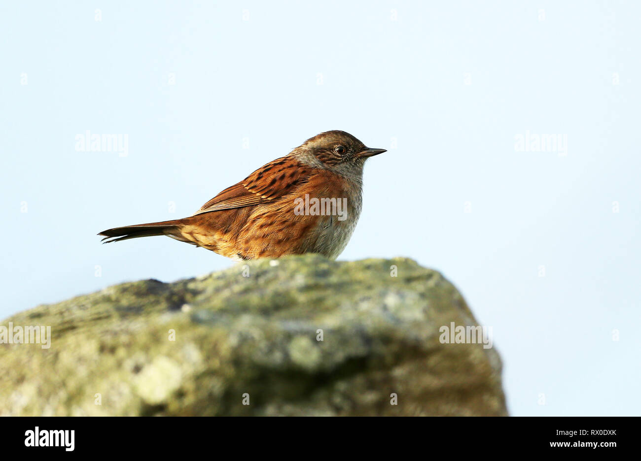 Dunnock europe hi-res stock photography and images - Alamy