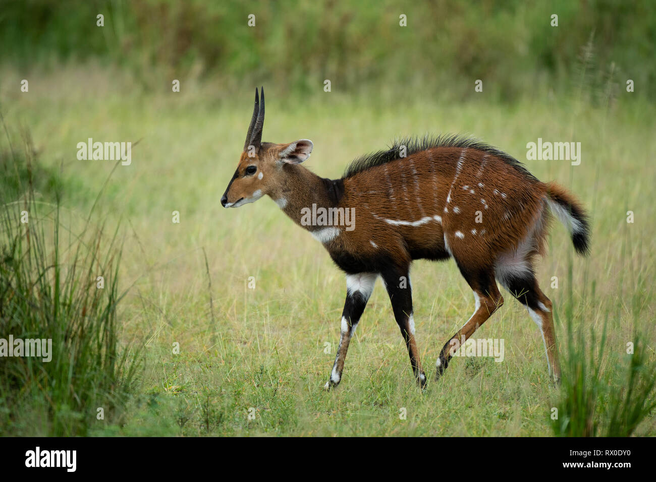 Intimidation display of a male bushbuck, Tragelaphus scriptus ...