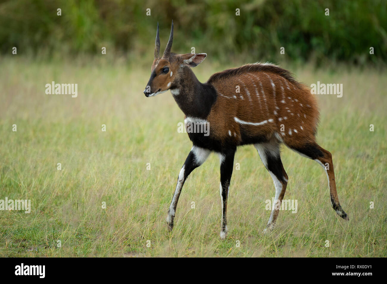 Intimidation display of a male bushbuck, Tragelaphus scriptus ...