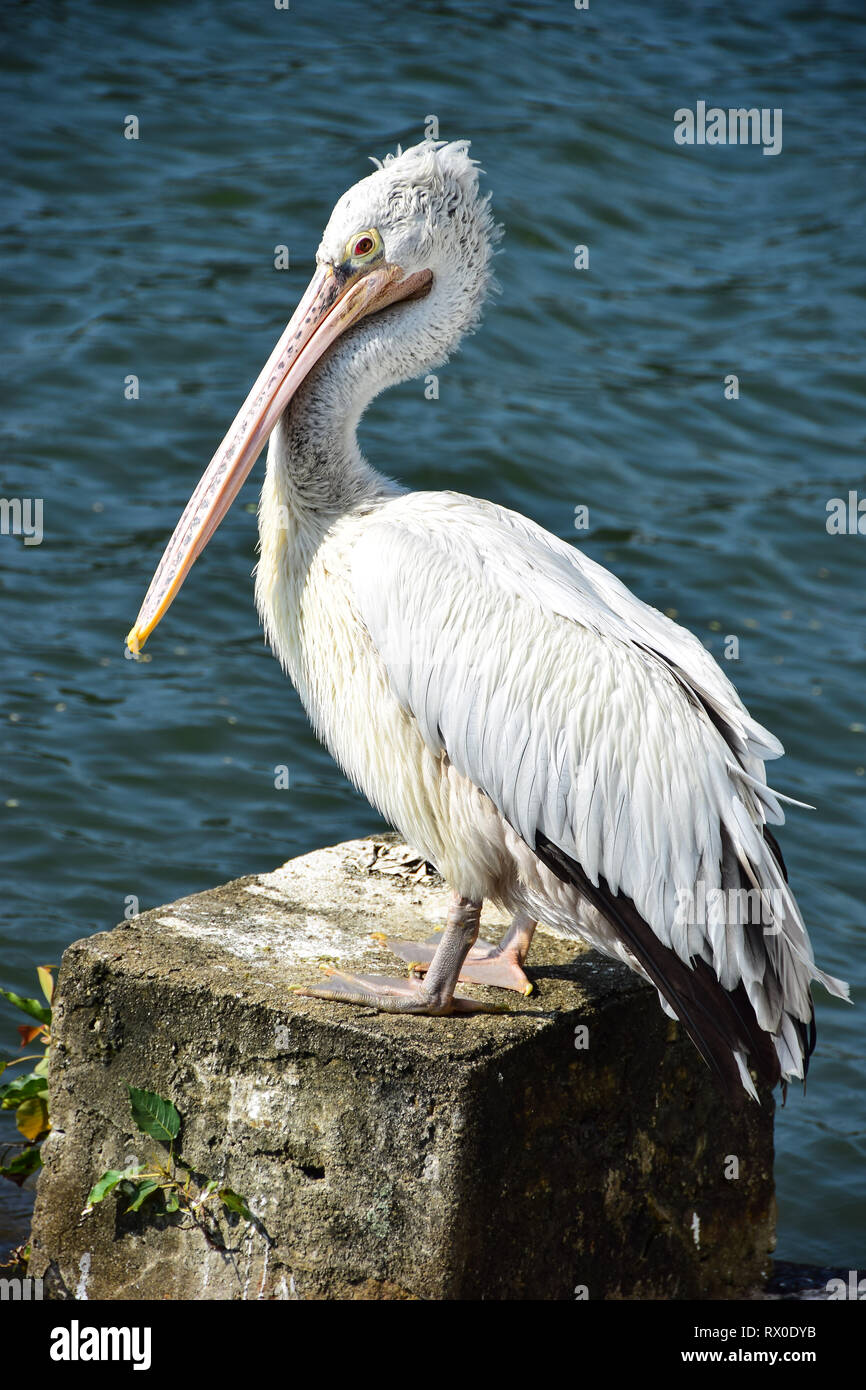 Grey Pelican, Spot Billed Pelican, Lake Kandy, Kandy, Sri Lanka Stock ...