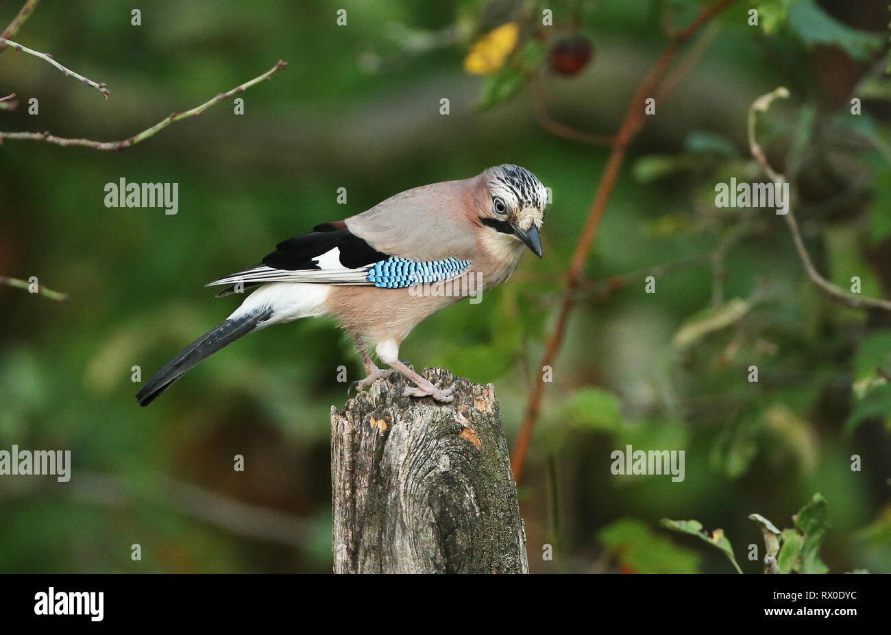 Eurasian jay in europe hi-res stock photography and images - Alamy