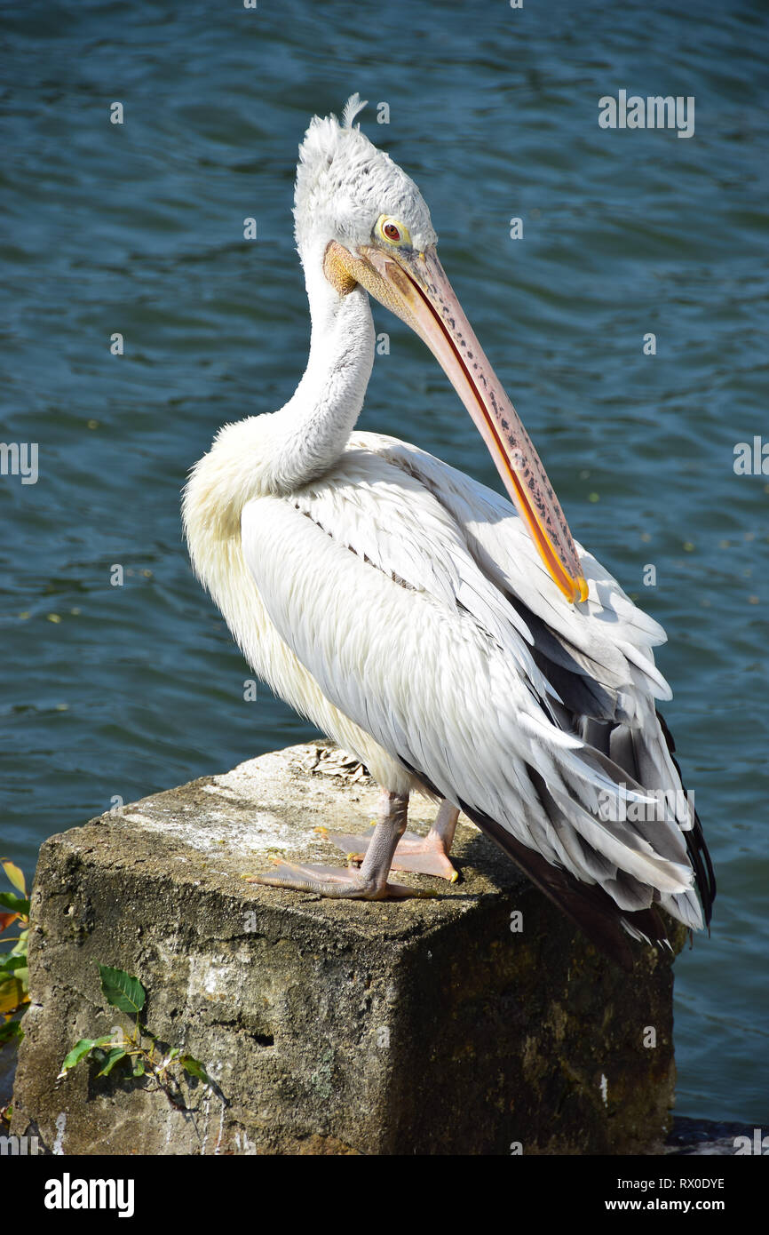 Grey Pelican, Spot Billed Pelican, Lake Kandy, Kandy, Sri Lanka Stock ...