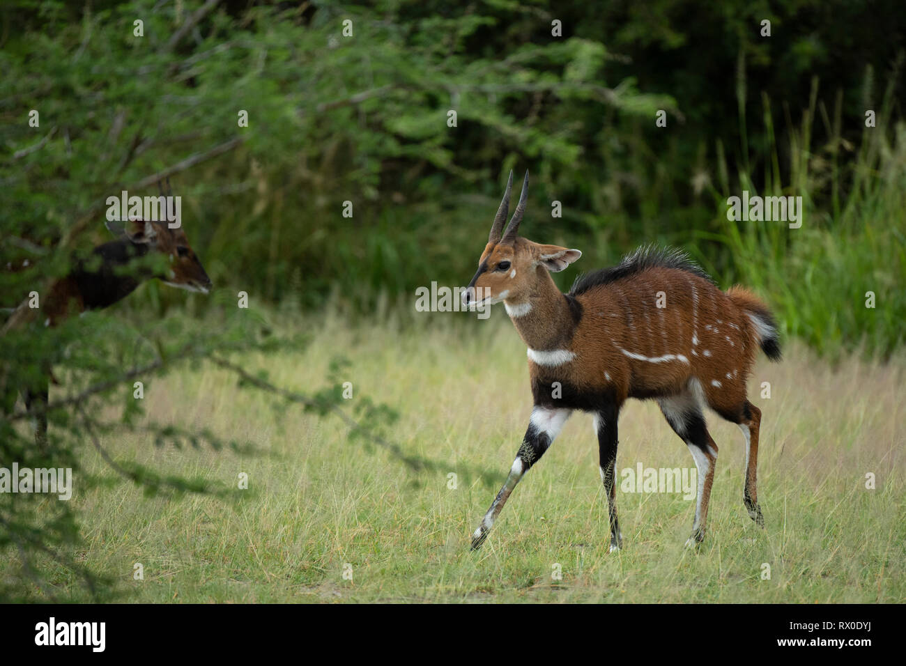 Intimidation display of a male bushbuck, Tragelaphus scriptus ...