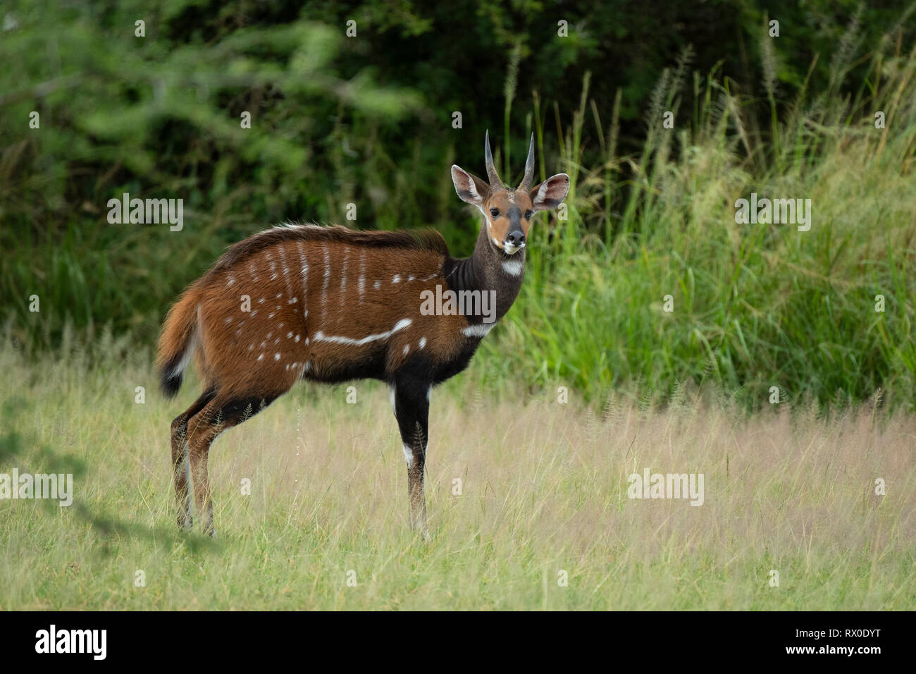 Intimidation display of a male bushbuck, Tragelaphus scriptus ...