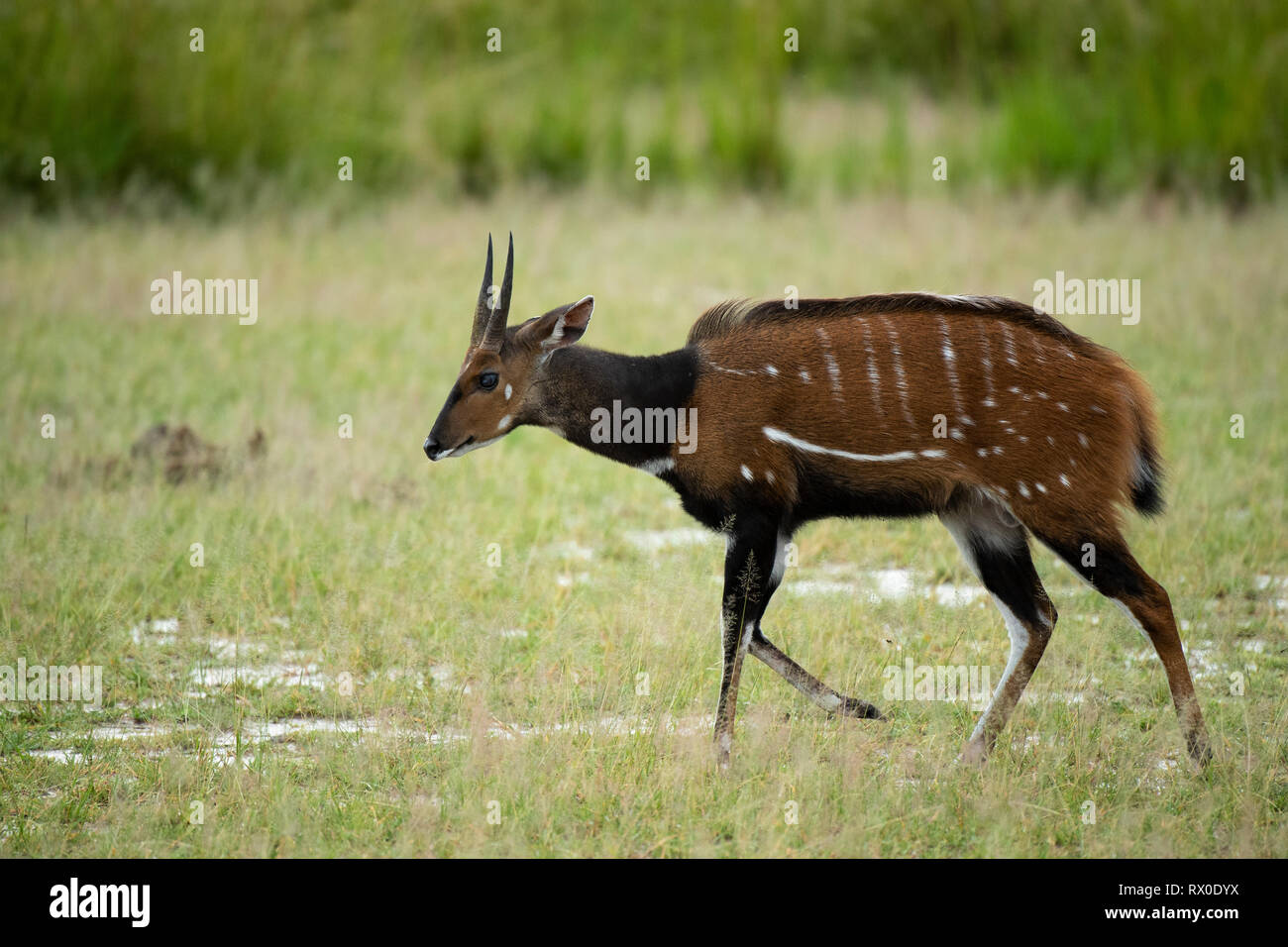 Intimidation display of a male bushbuck, Tragelaphus scriptus ...