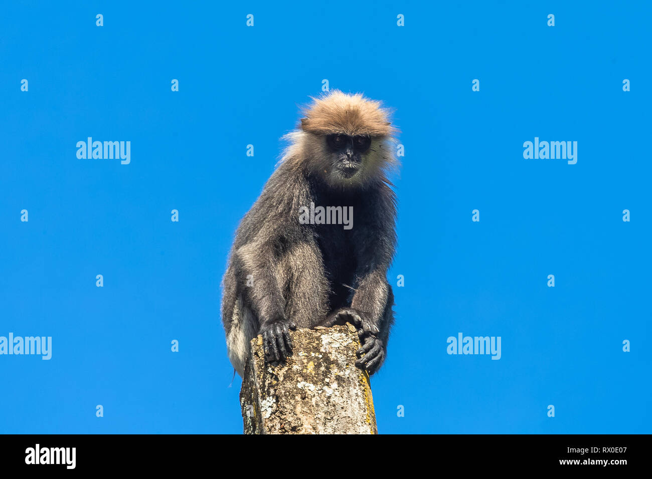 Black faced langur monkey hi-res stock photography and images - Alamy