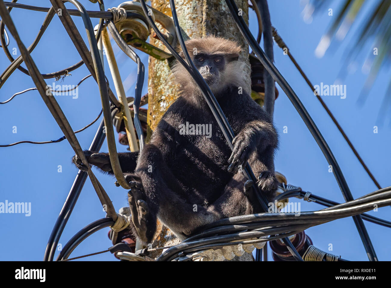 Purple faced langur sitting on pole. Sri Lanka Stock Photo - Alamy