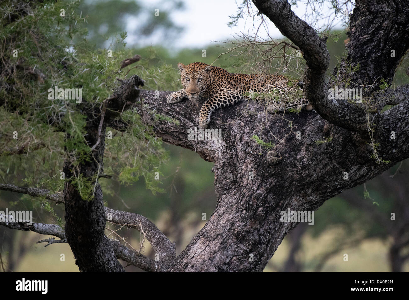 Leopard in a tree, Panthera pardus, Murchison Falls National Park ...