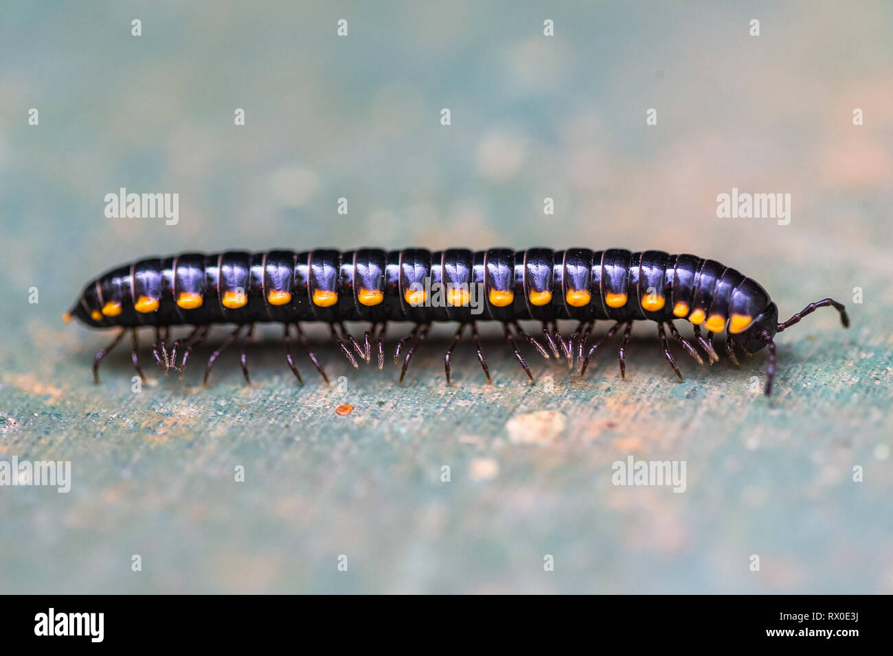 Yellow spotted millipede. Sri Lanka Stock Photo - Alamy