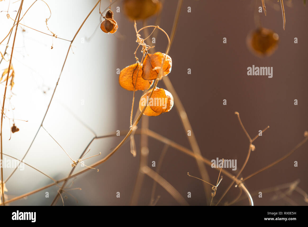 Orange Seed Pod High Resolution Stock Photography and Images - Alamy