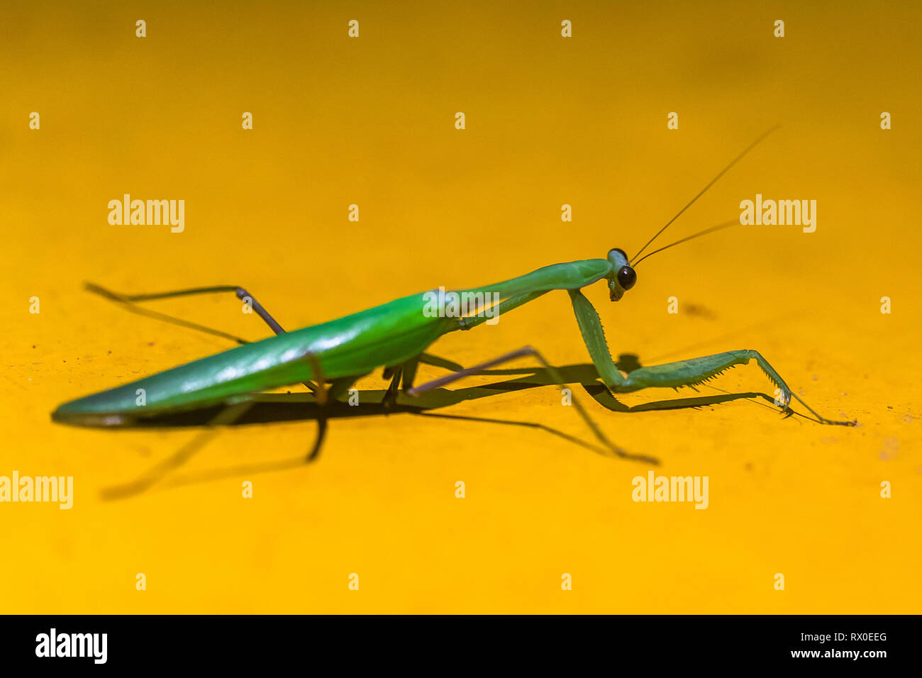 Praying mantis face close up hi-res stock photography and images - Alamy