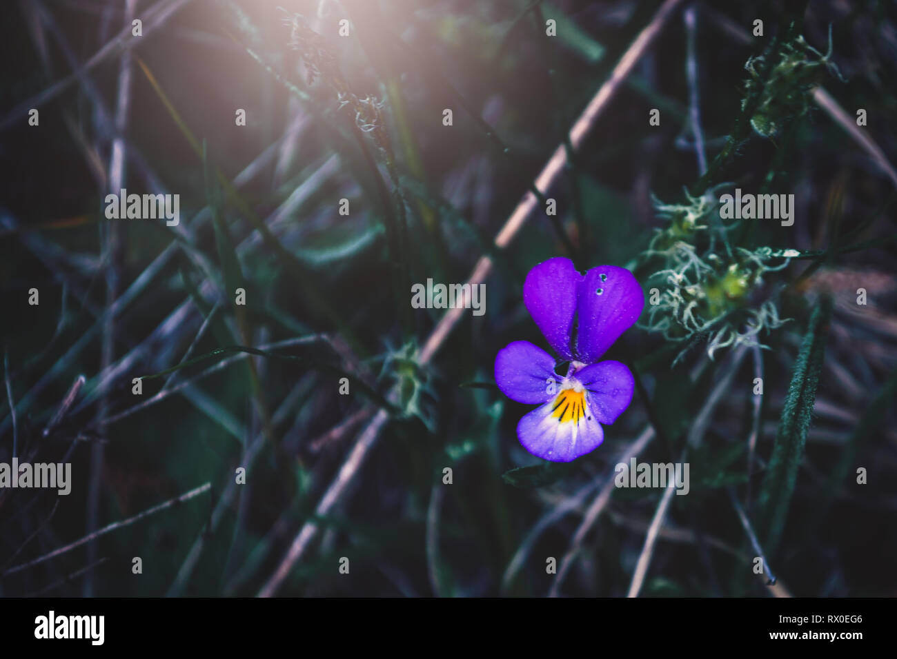 Spring flowers depicted in a fuzzy painted background Stock Photo - Alamy