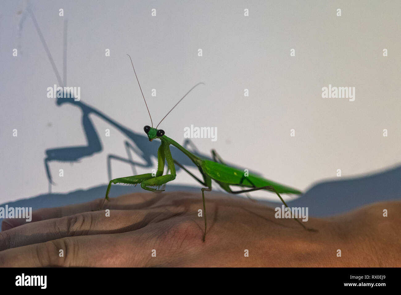 Praying mantis face close up hi-res stock photography and images - Alamy
