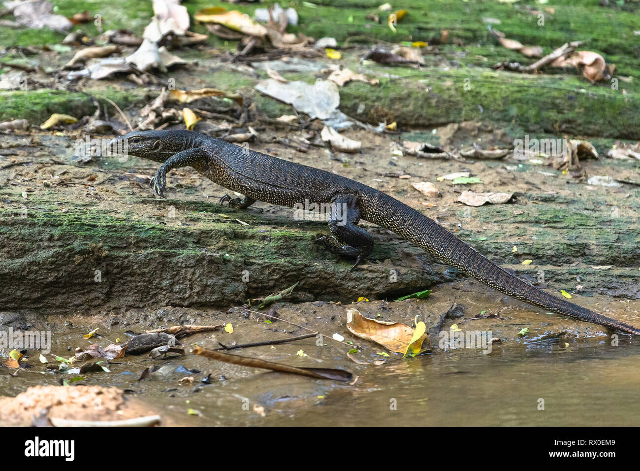Monitor lizard bengal common hi-res stock photography and images - Alamy