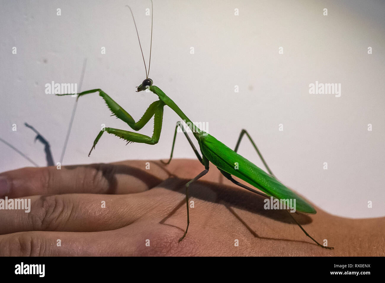Praying mantis face close up hi-res stock photography and images - Alamy