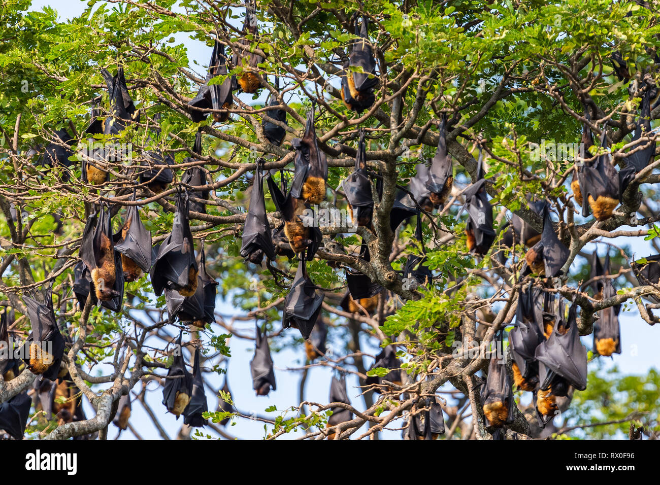 Fruit bat trees (Flying fox). Tissamaharama, Sri Lanka Stock Photo - Alamy