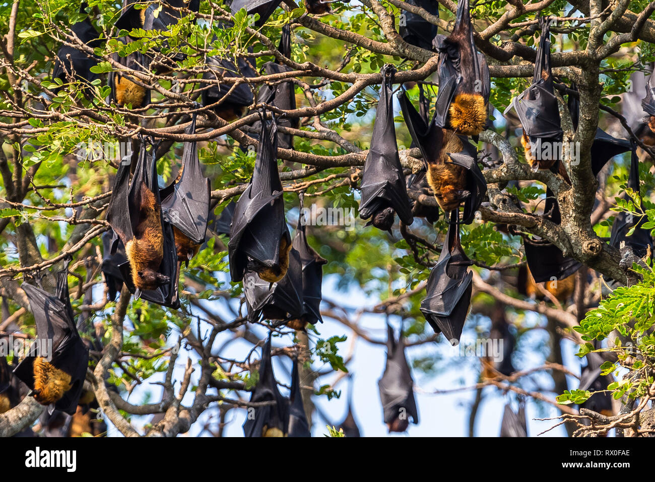 Fruit bat trees (Flying fox). Tissamaharama, Sri Lanka Stock Photo - Alamy