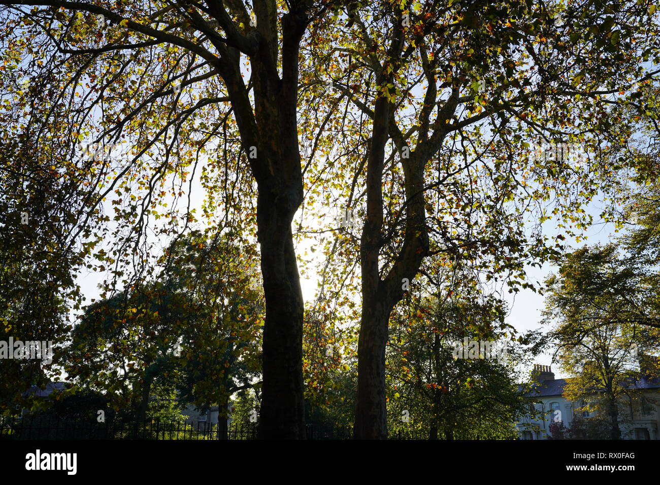 Two tall trees hi-res stock photography and images - Alamy