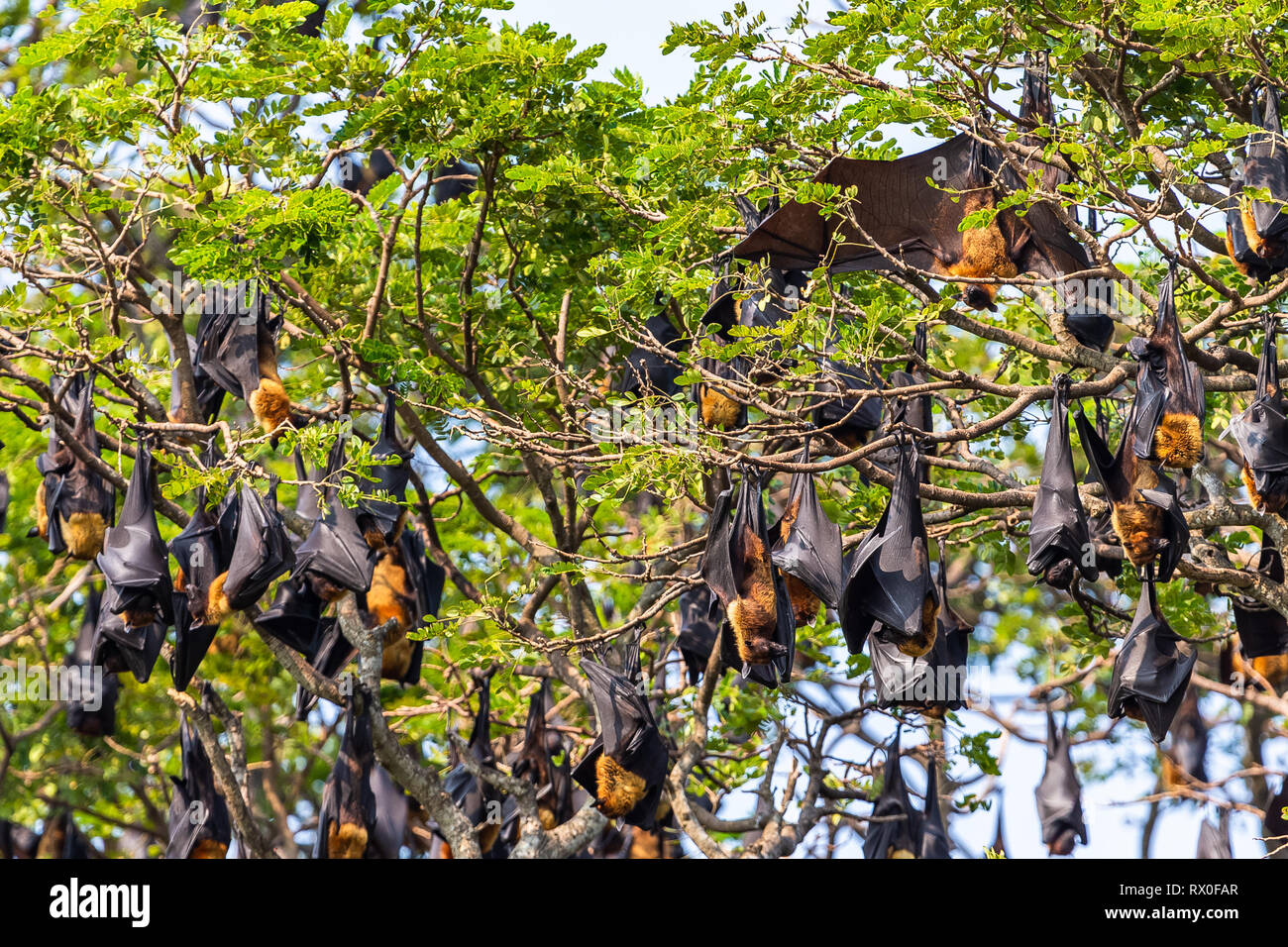 Fruit bat trees (Flying fox). Tissamaharama, Sri Lanka Stock Photo - Alamy