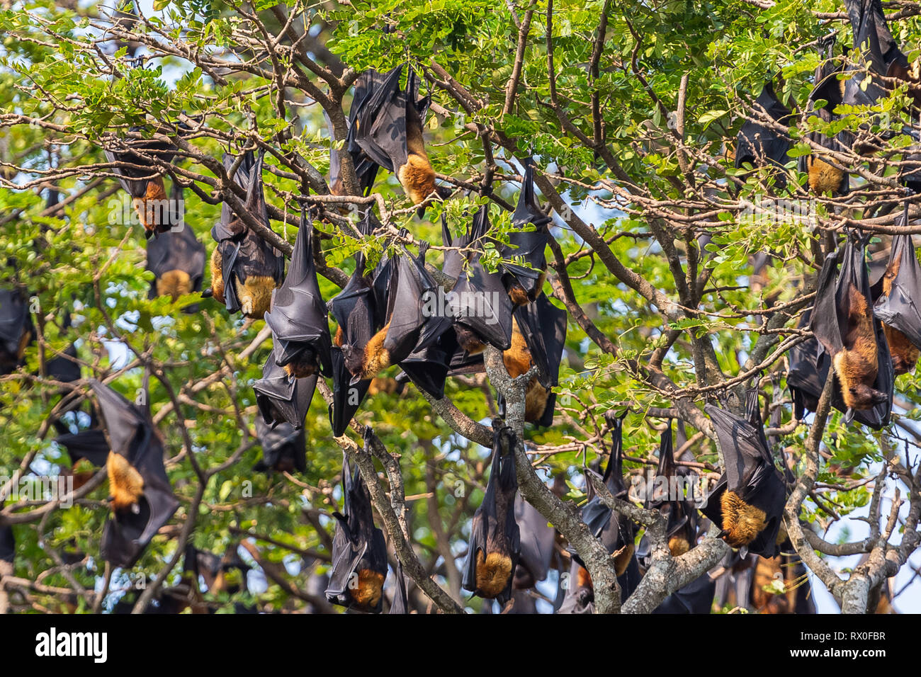 Fruit bat trees (Flying fox). Tissamaharama, Sri Lanka Stock Photo - Alamy