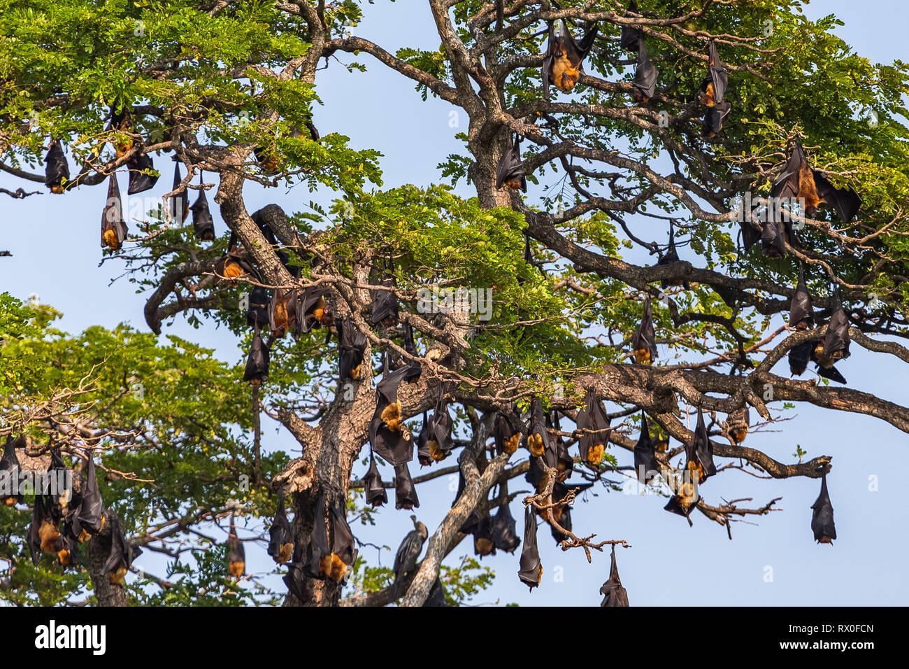 Fruit bat trees (Flying fox). Tissamaharama, Sri Lanka Stock Photo - Alamy