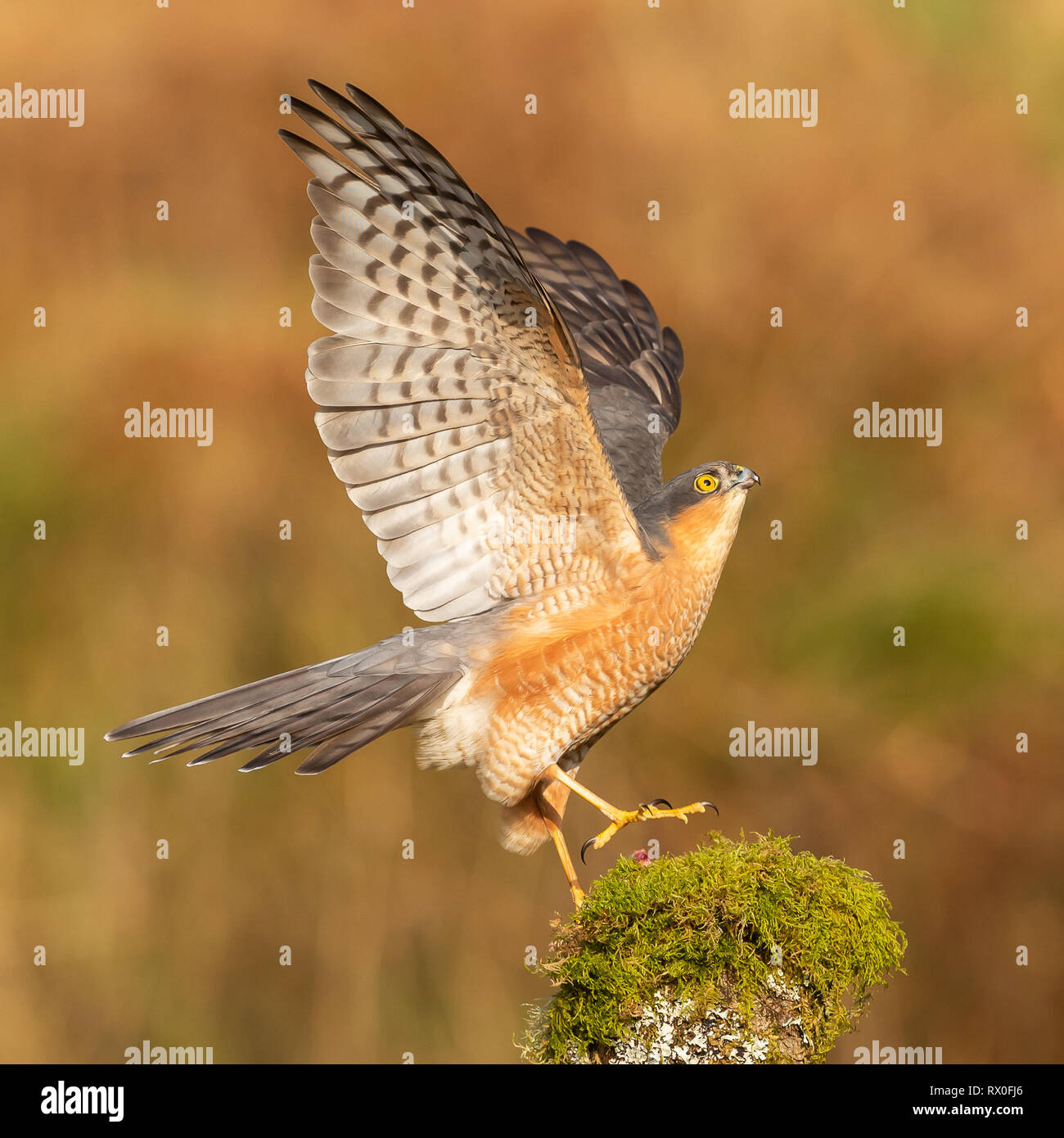 Hawk with wings spread hi-res stock photography and images - Alamy