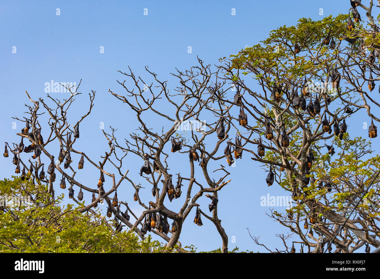 Fruit bat trees (Flying fox). Tissamaharama, Sri Lanka Stock Photo - Alamy