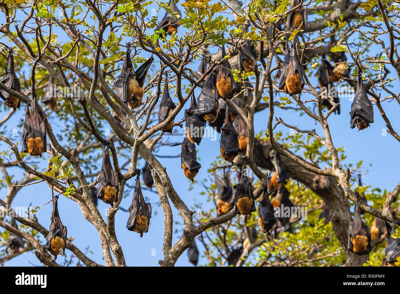 Fruit bat trees (Flying fox). Tissamaharama, Sri Lanka Stock Photo - Alamy
