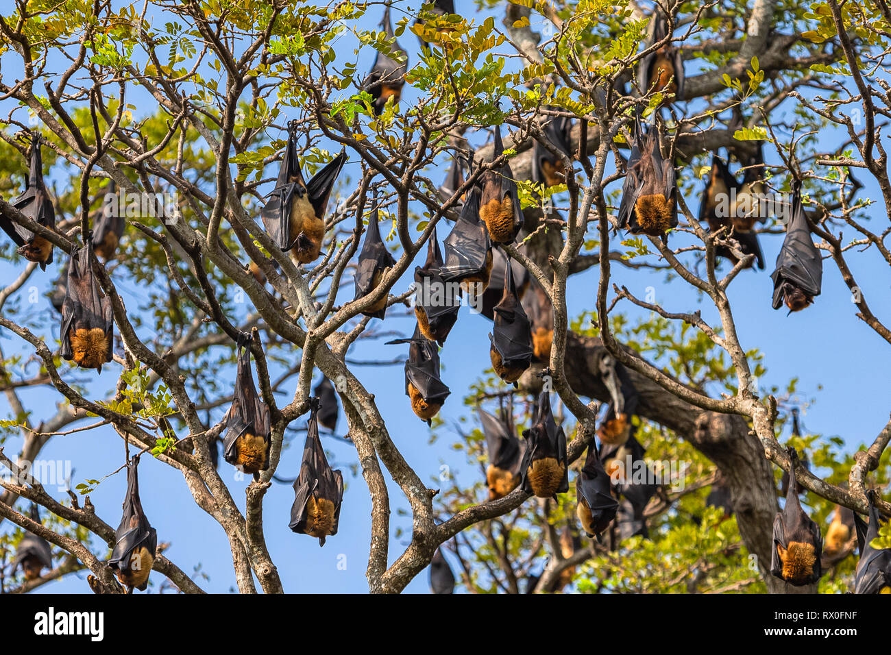 Fruit bat trees (Flying fox). Tissamaharama, Sri Lanka Stock Photo - Alamy