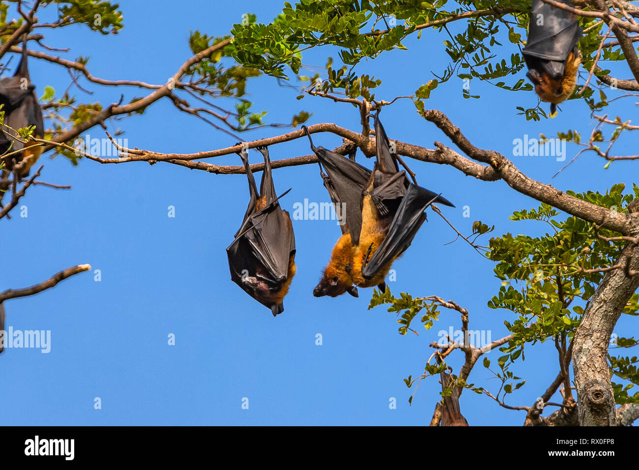 Fruit bat trees (Flying fox). Tissamaharama, Sri Lanka Stock Photo - Alamy