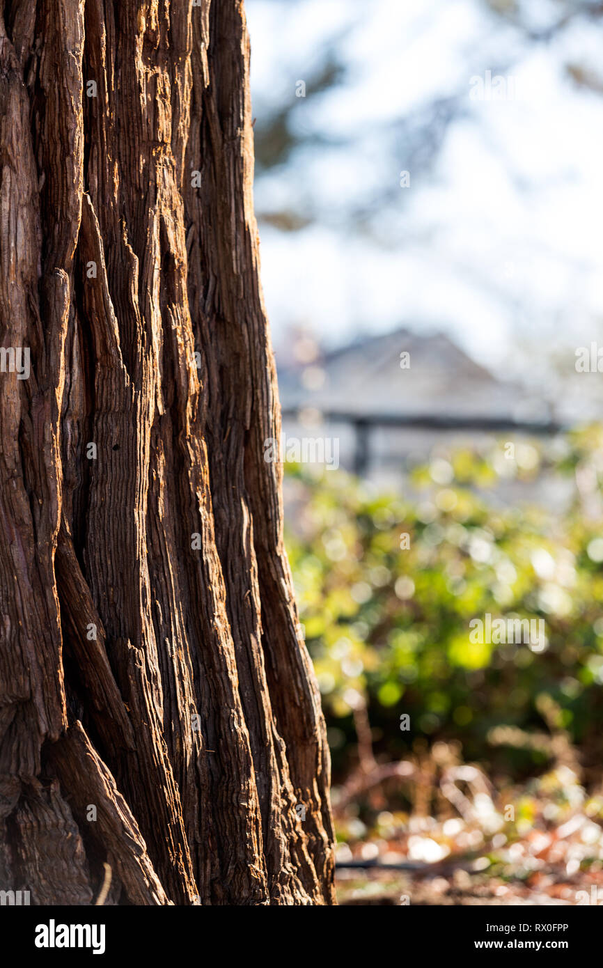 Rought textured tree rising from the ground in a park area Stock Photo ...