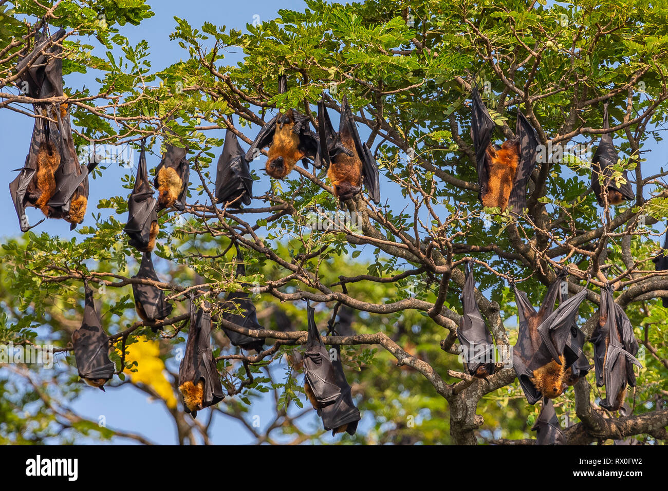 Fruit bat trees (Flying fox). Tissamaharama, Sri Lanka Stock Photo - Alamy